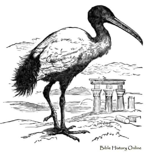 Egyptian Ibis - Images of Ancient Animals (Bible Geography at Bible ...